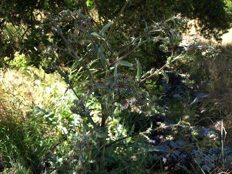Rancho San Vicente Docent Hike 5/30/10